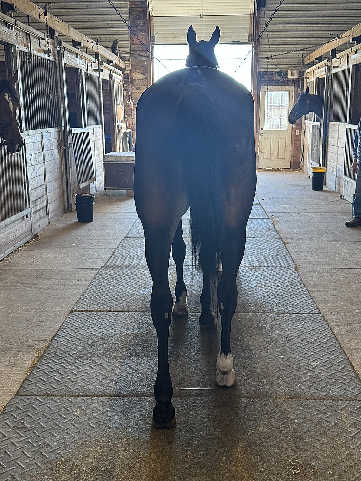 WINX BLUE CHIP
