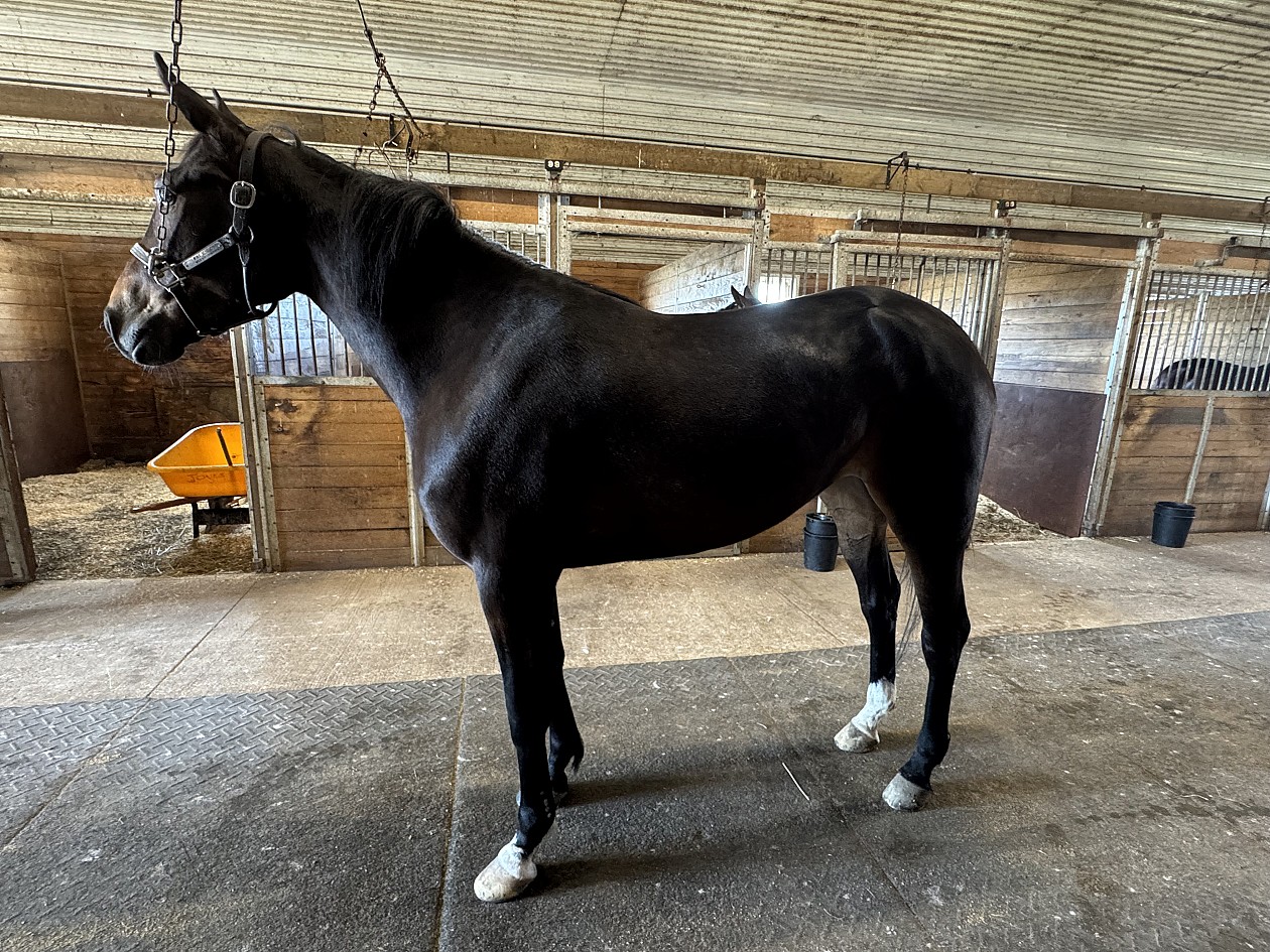 WINX BLUE CHIP