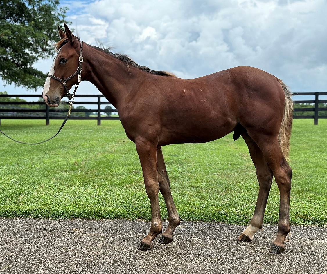 2025 foal of GINGER TREE COCO (Sweet Lou)