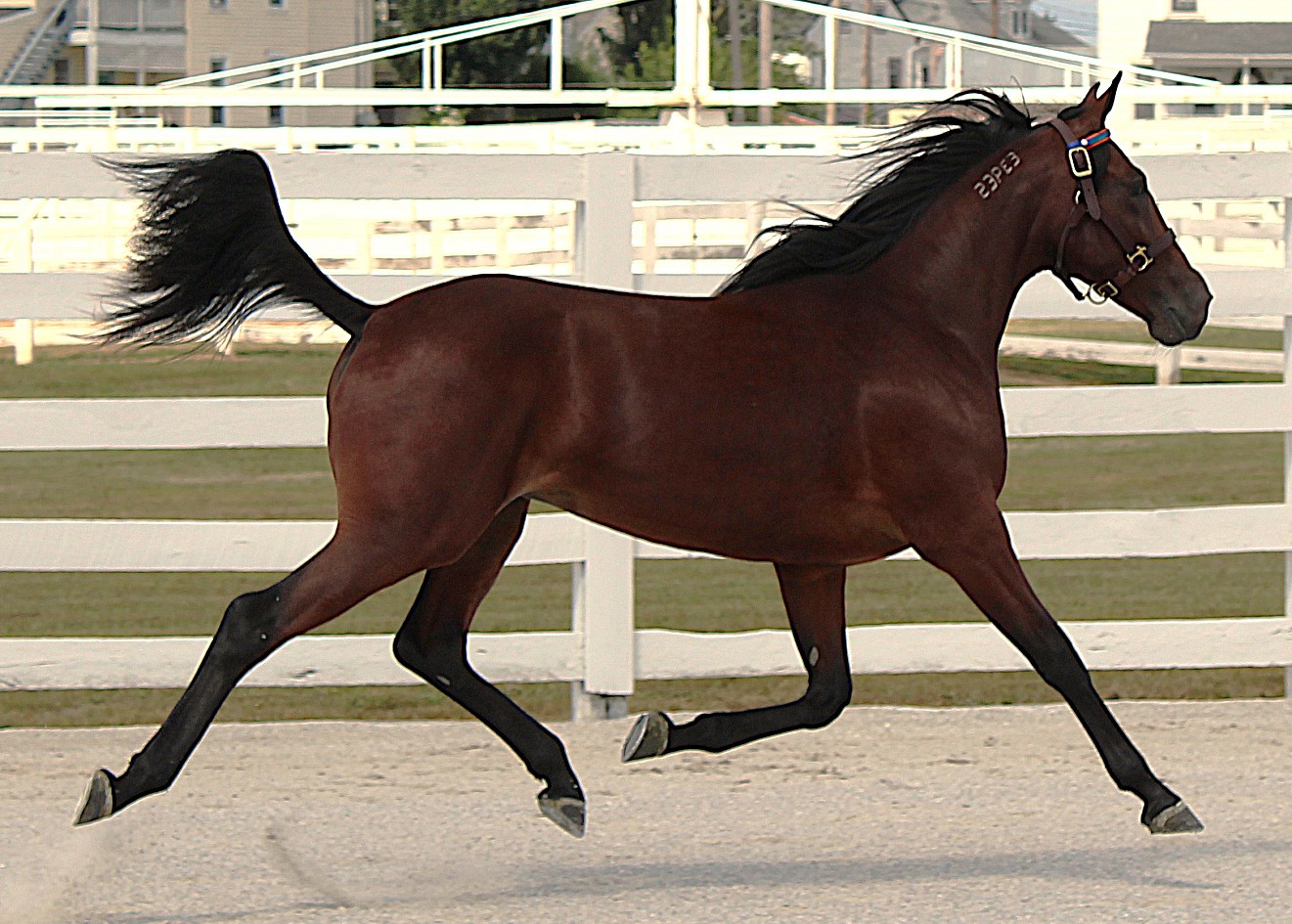 BRAULIA HANOVER