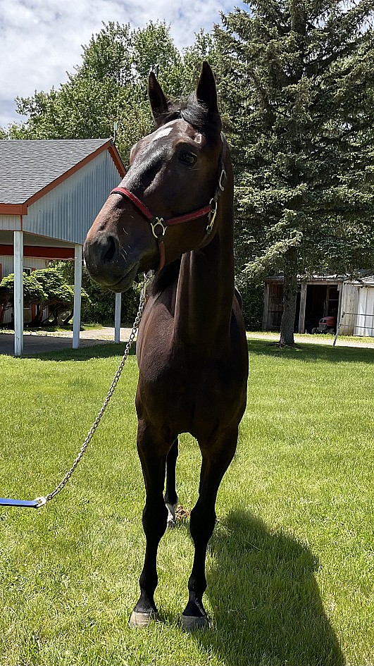 WONDROUS BLUE CHIP
