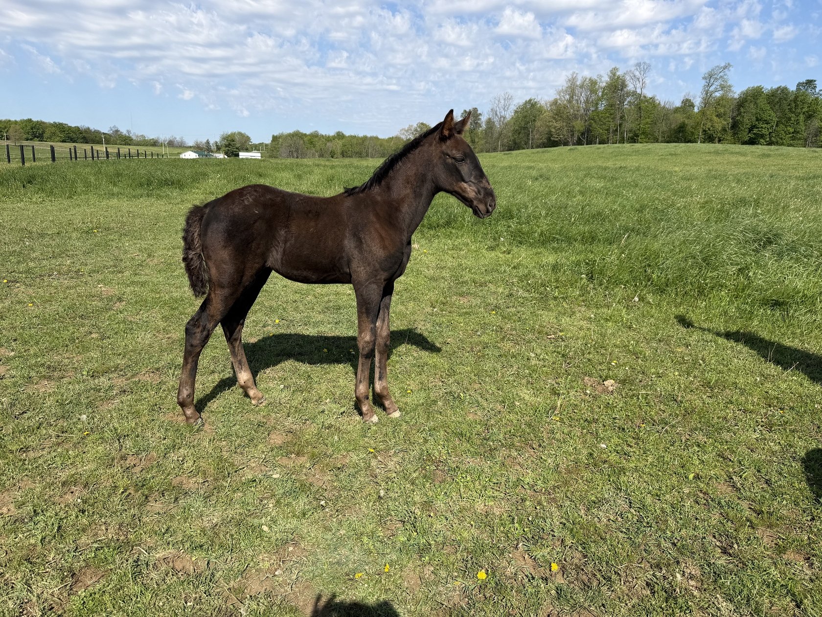 GYPSY ROSE and 2026 PERFECT STING Filly