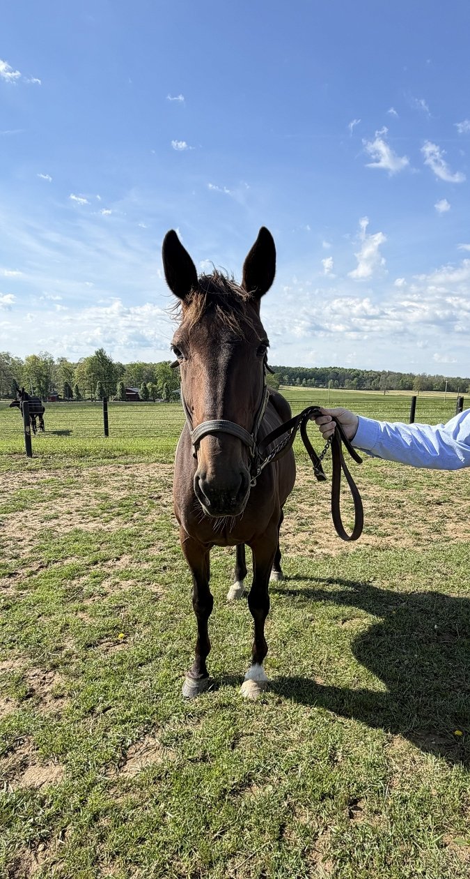 GYPSY ROSE and 2026 PERFECT STING Filly