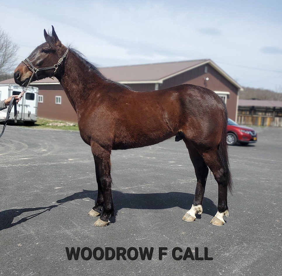 WOODROW F CALL